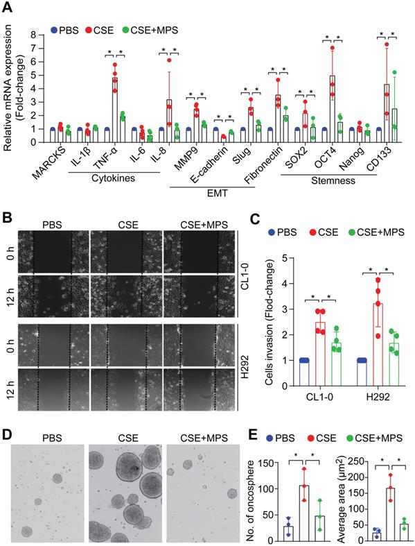 MARCKS cooperates with NKAP to activate NF-kB signaling in smoke ...