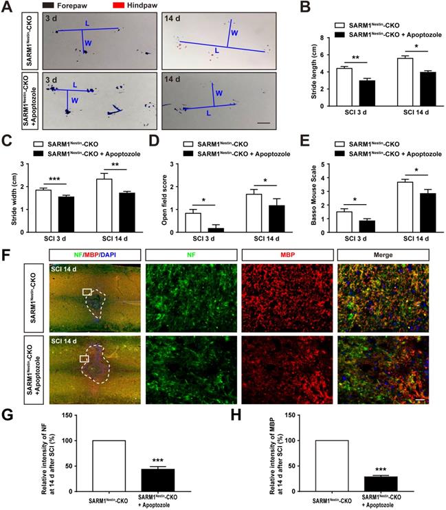 SARM1 promotes neuroinflammation and inhibits neural regeneration after ...