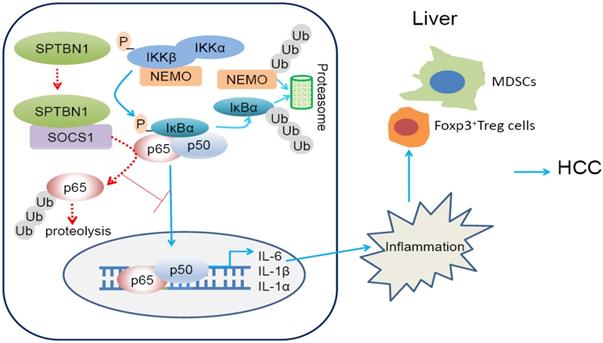 SPTBN1 inhibits inflammatory responses and hepatocarcinogenesis via the ...