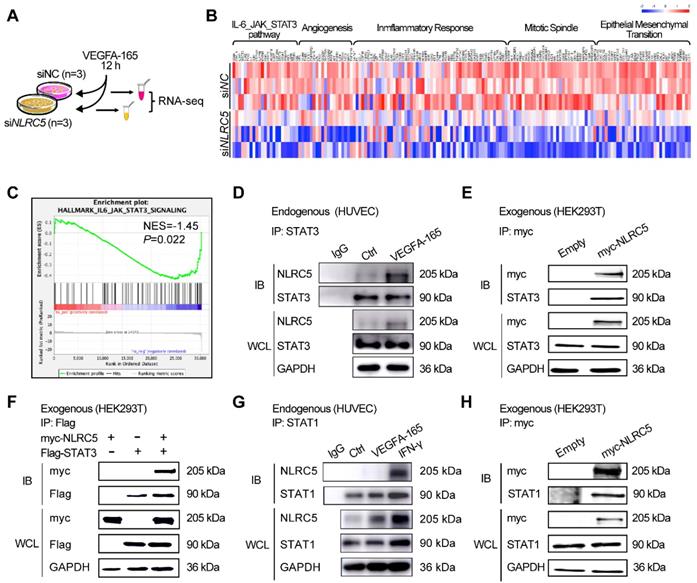 The subcellular redistribution of NLRC5 promotes angiogenesis via ...