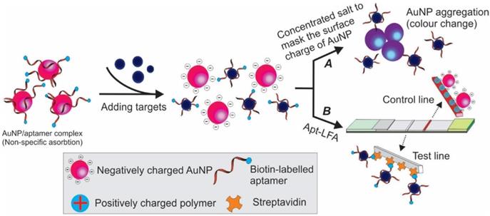 Development of nucleic acid aptamer-based lateral flow assays: A robust ...
