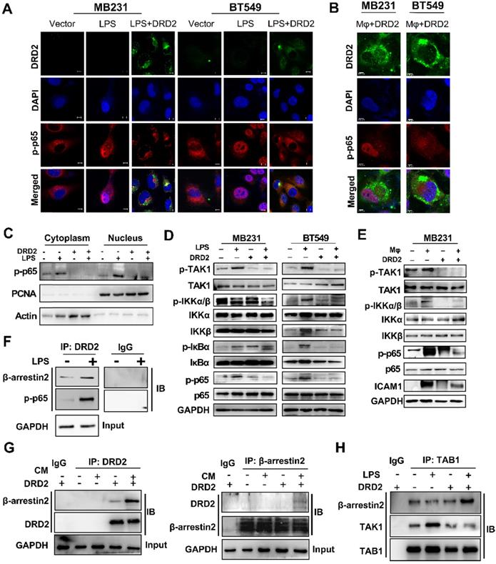 Tumor suppressor DRD2 facilitates M1 macrophages and restricts NF-κB ...