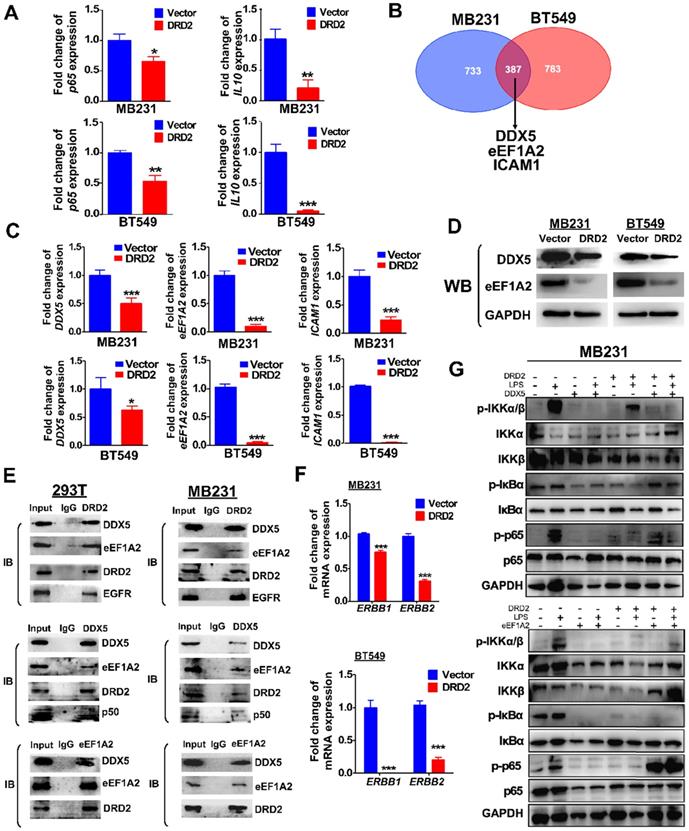 Tumor suppressor DRD2 facilitates M1 macrophages and restricts NF-κB ...