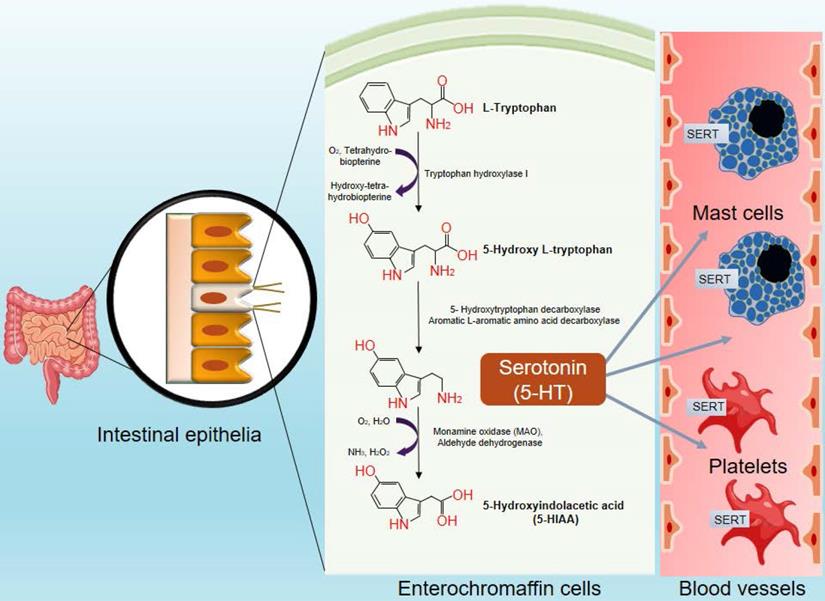 Role of serotonin receptor signaling in cancer cells and anti-tumor ...