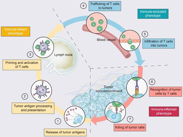 Turning cold tumors into hot tumors by improving T-cell infiltration