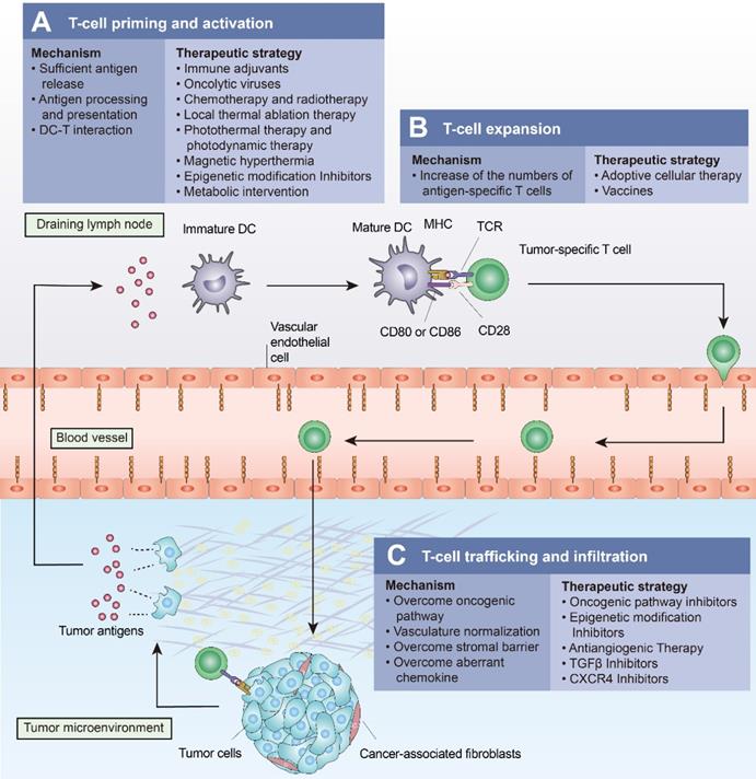 Turning cold tumors into hot tumors by improving T-cell infiltration