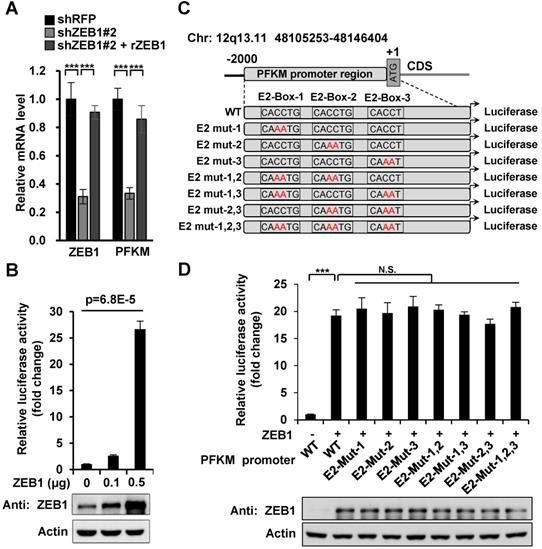ZEB1 enhances Warburg effect to facilitate tumorigenesis and metastasis ...