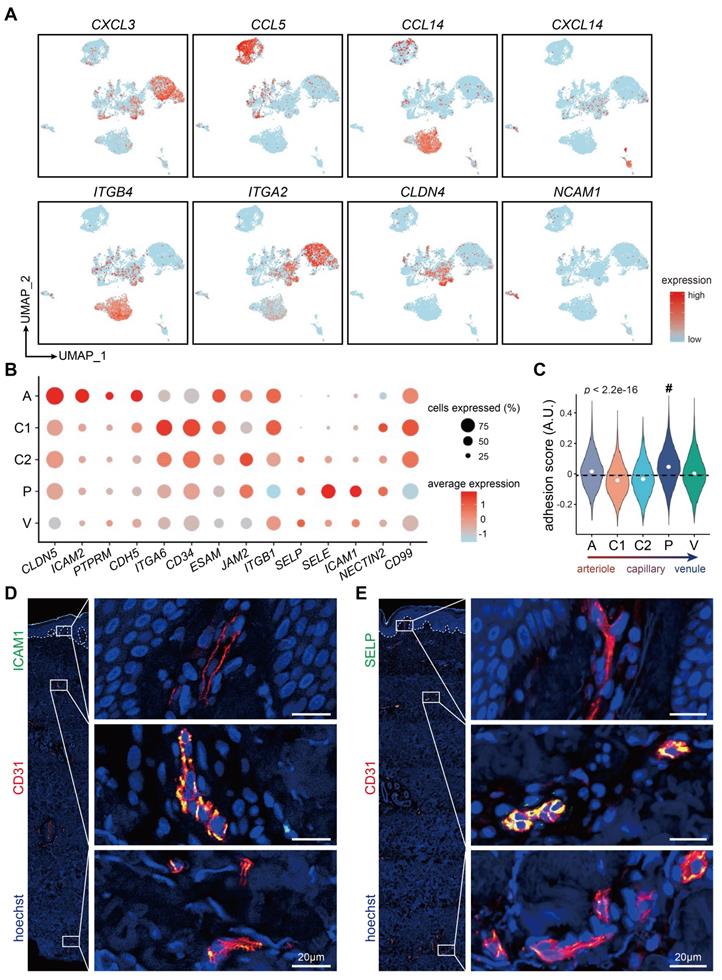 Single-cell transcriptome profiling reveals vascular endothelial cell ...
