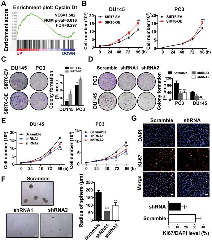 Targeted inhibition of SIRT6 via engineered exosomes impairs ...