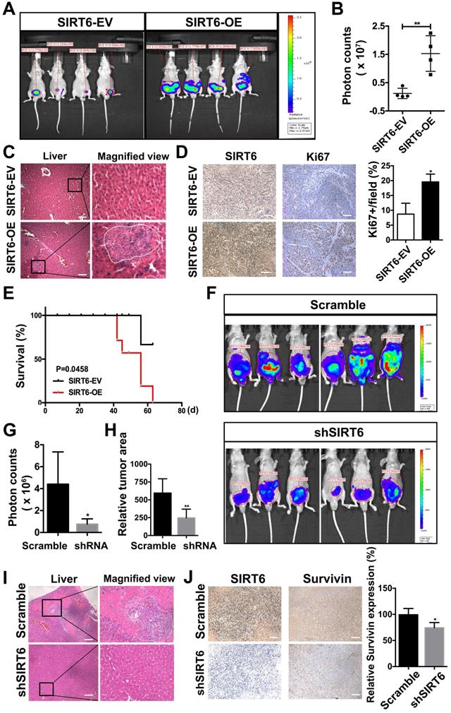 Targeted inhibition of SIRT6 via engineered exosomes impairs ...
