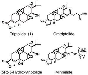 Triptolide: pharmacological spectrum, biosynthesis, chemical synthesis ...