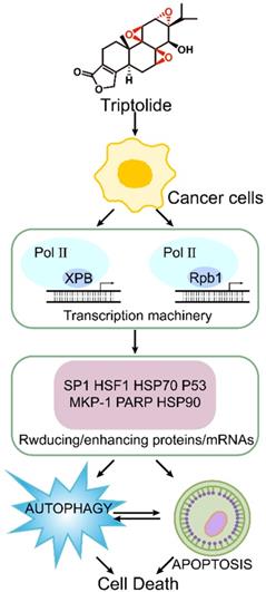 Triptolide: pharmacological spectrum, biosynthesis, chemical synthesis ...