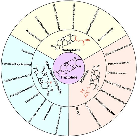 Triptolide: pharmacological spectrum, biosynthesis, chemical synthesis ...