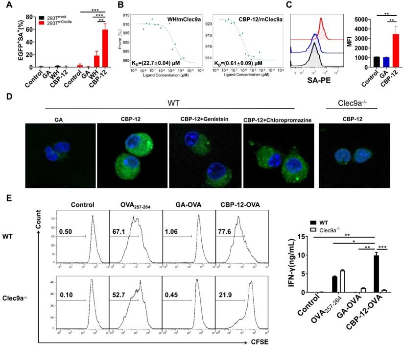 Adjuvant-free peptide vaccine targeting Clec9a on dendritic cells can ...
