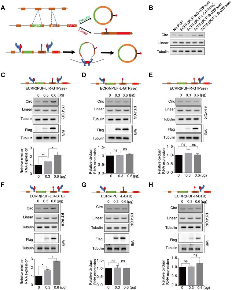 Engineering circular RNA regulators to specifically promote circular ...