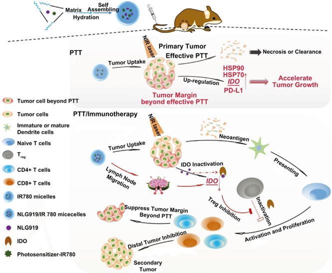 Recent strategies for nano-based PTT combined with immunotherapy: from ...
