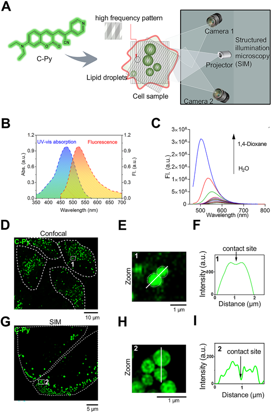 Long-term live-cell lipid droplet-targeted biosensor development for ...