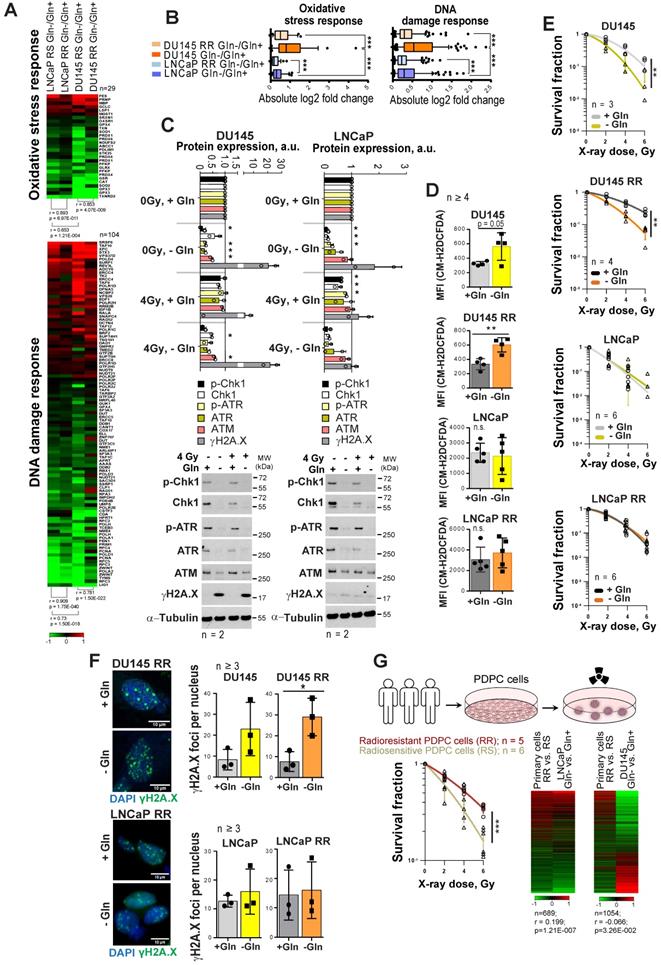 GLS-driven glutamine catabolism contributes to prostate cancer ...