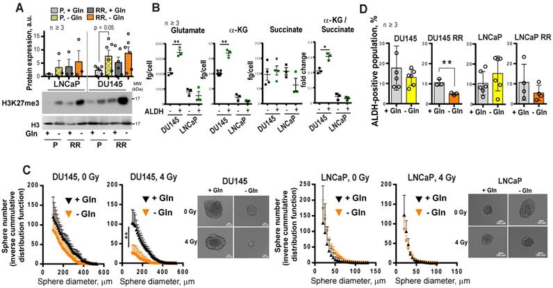 GLS-driven glutamine catabolism contributes to prostate cancer ...