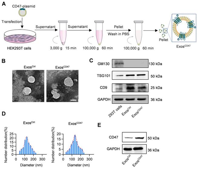 Designer exosomes for targeted and efficient ferroptosis induction in ...