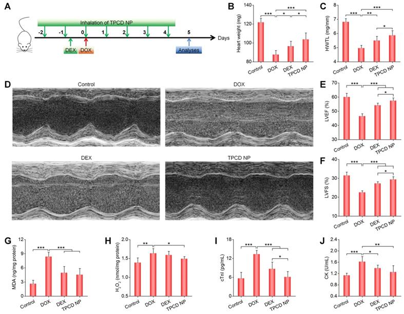 Pulmonary circulation-mediated heart targeting for the prevention of ...