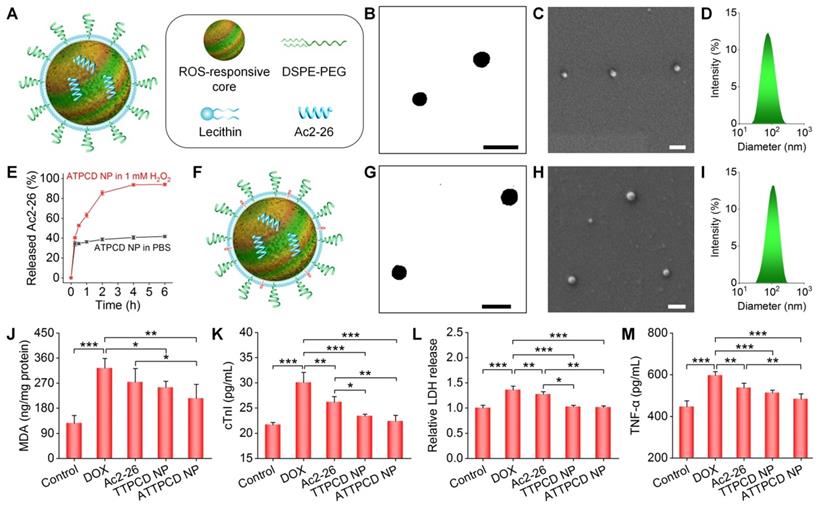Pulmonary circulation-mediated heart targeting for the prevention of ...