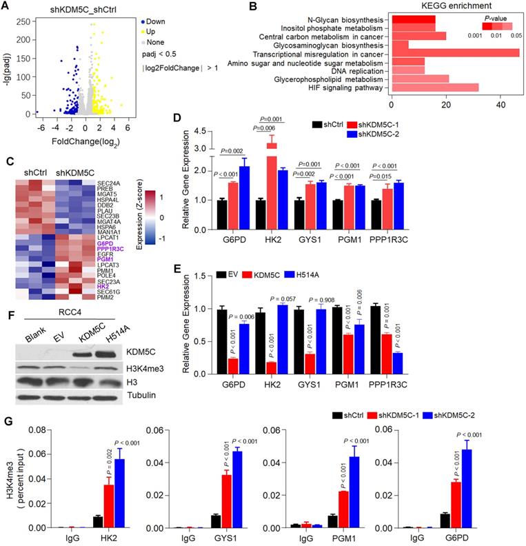 Deficiency of the X-inactivation escaping gene KDM5C in clear cell ...