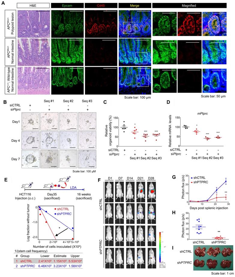 Aberrant activation of the CD45-Wnt signaling axis promotes stemness ...