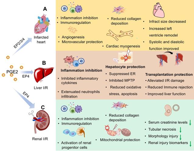 Role of prostaglandin E2 in tissue repair and regeneration