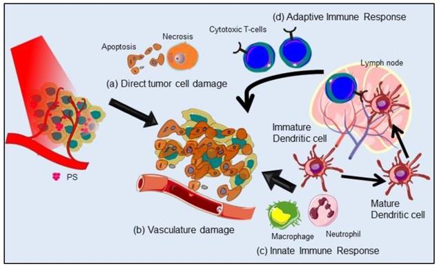 Recent Advances in Photosensitizers as Multifunctional Theranostic ...