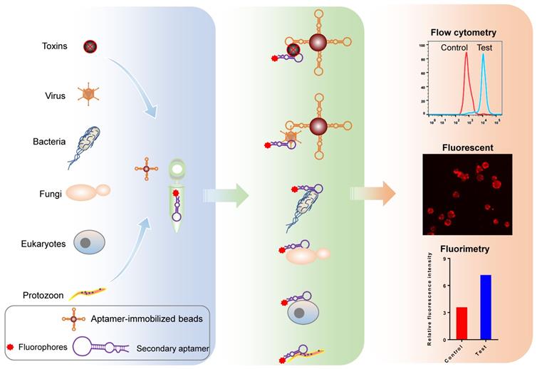 Oligonucleotide aptamers for pathogen detection and infectious disease ...