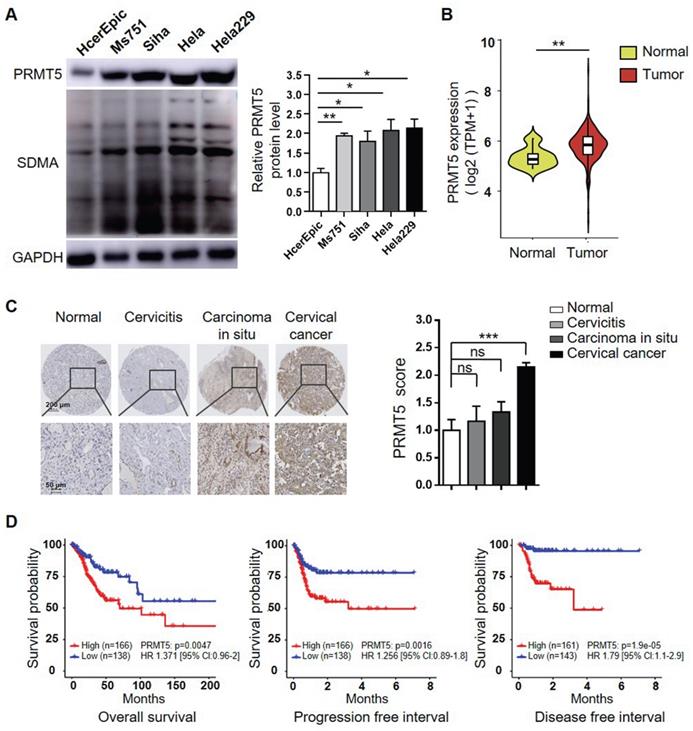 PRMT5 disruption drives antitumor immunity in cervical cancer by reprogramming T cell-mediated ...