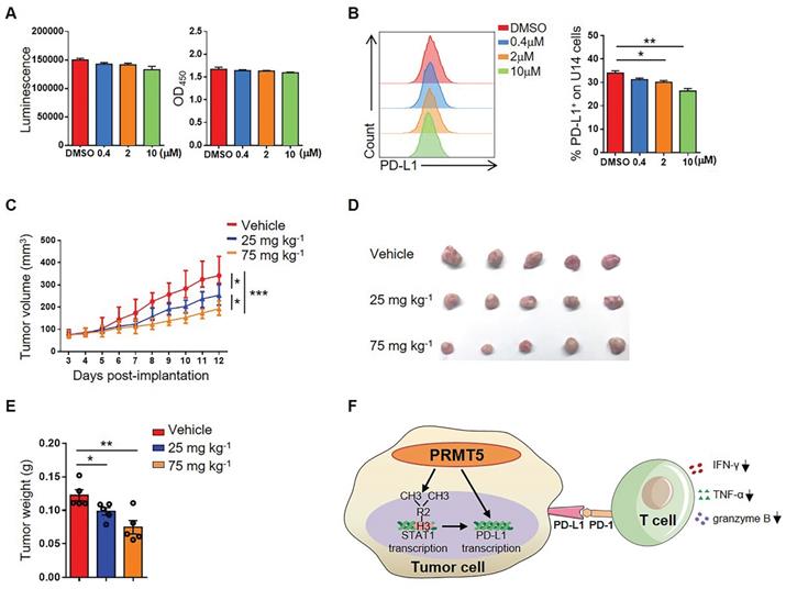PRMT5 disruption drives antitumor immunity in cervical cancer by ...