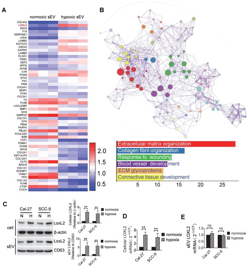 LOXL2-enriched small extracellular vesicles mediate hypoxia-induced ...