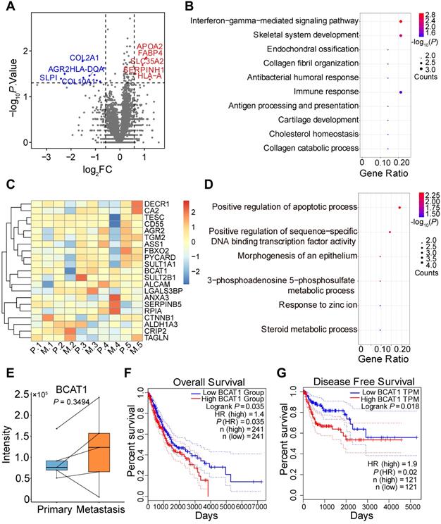 Proteomic analysis of lung cancer cells reveals a critical role of ...