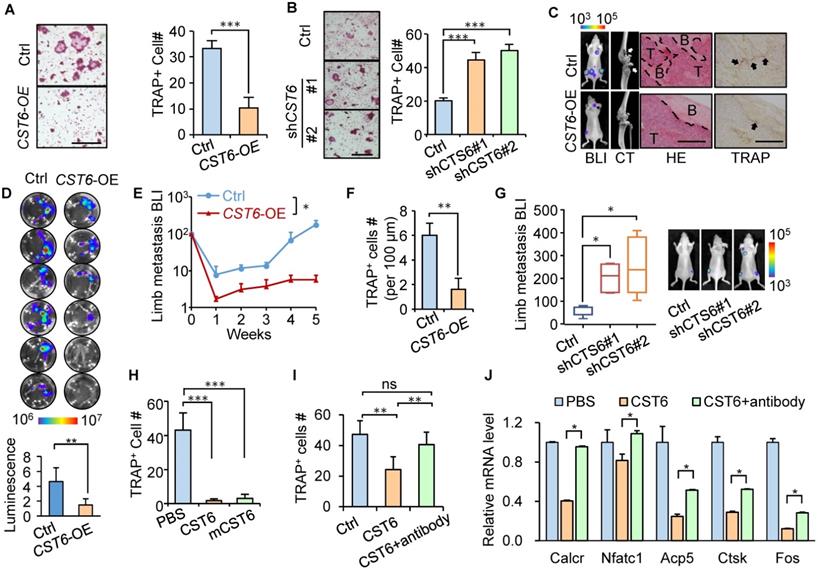 CST6 protein and peptides inhibit breast cancer bone metastasis by ...