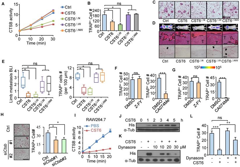 CST6 protein and peptides inhibit breast cancer bone metastasis by ...