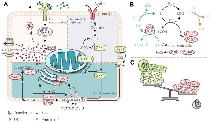 Targeting ferroptosis-based cancer therapy using nanomaterials ...