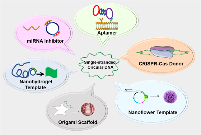 Single-stranded circular DNA theranostics
