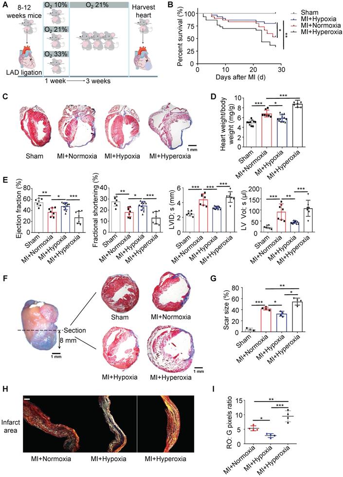 Hypoxia-primed monocytes/macrophages enhance postinfarction myocardial ...