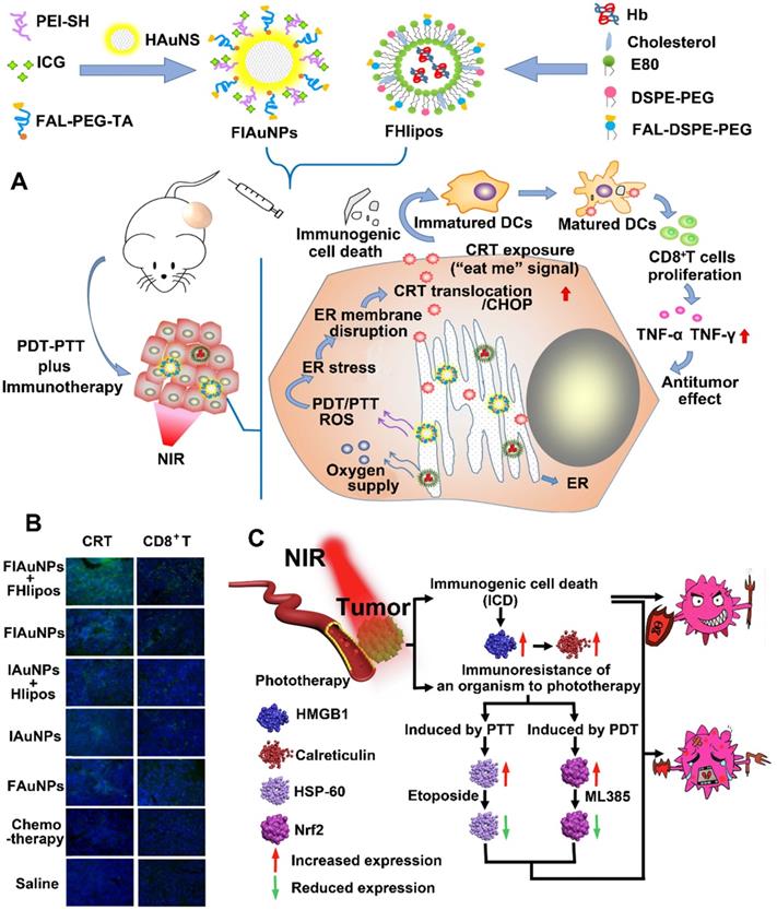 Recent advances in nanomedicines for photodynamic therapy (PDT)-driven ...