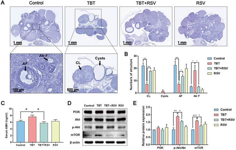 Resveratrol ameliorates polycystic ovary syndrome via transzonal ...