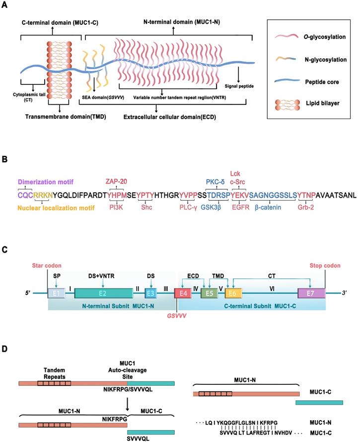 Novel insights into the roles and therapeutic implications of MUC1 ...