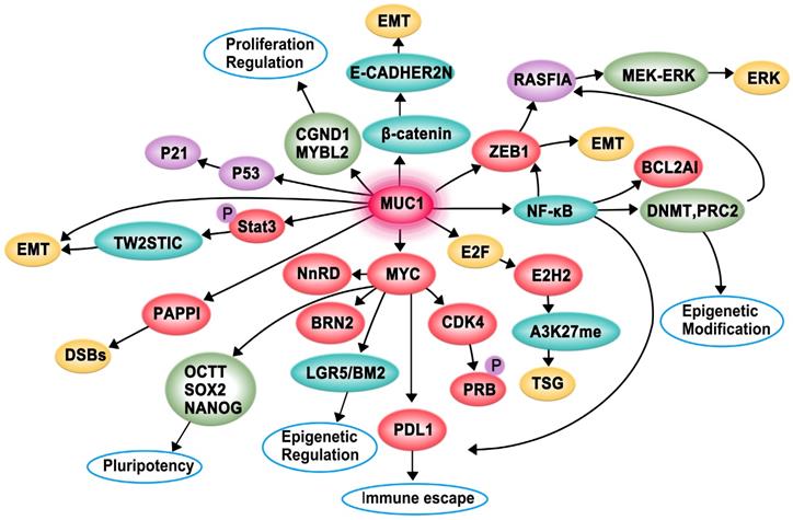 Novel insights into the roles and therapeutic implications of MUC1 ...