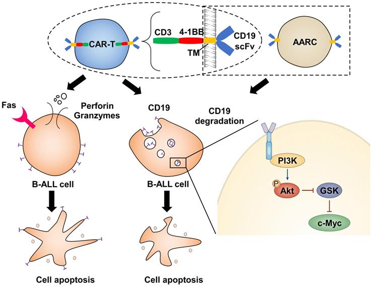A T-cell independent universal cellular therapy strategy through ...