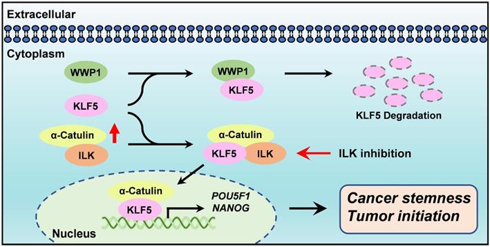 α-Catulin promotes cancer stemness by antagonizing WWP1-mediated KLF5 ...