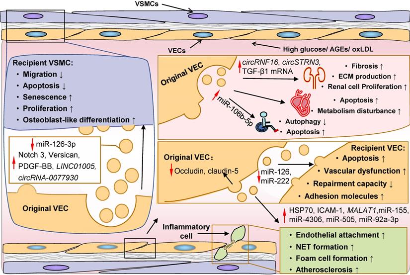 Integrative biology of extracellular vesicles in diabetes mellitus and ...