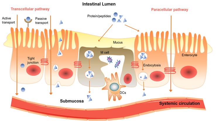 Oral delivery of protein and peptide drugs: from non-specific ...