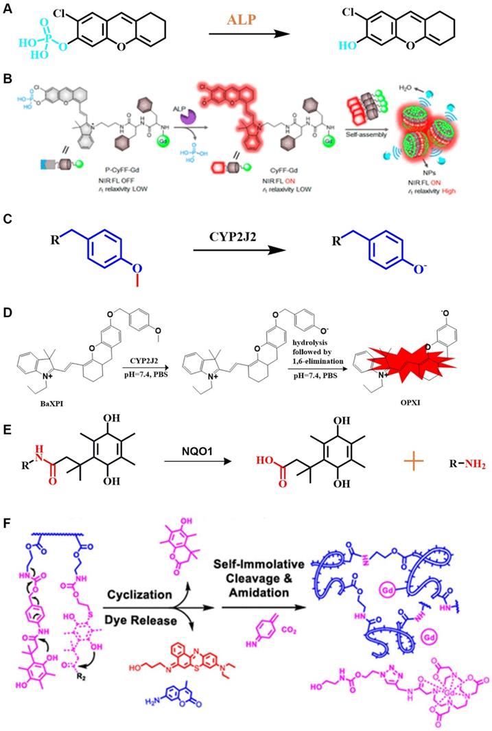 Activated molecular probes for enzyme recognition and detection