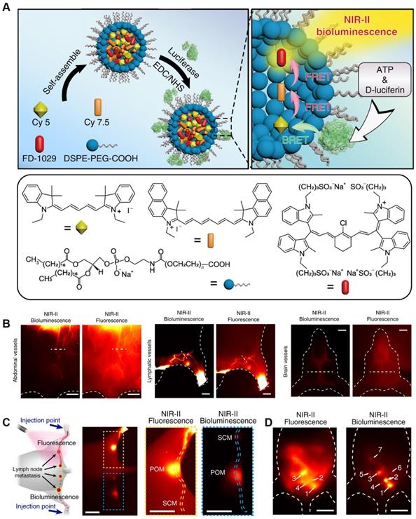 Activated molecular probes for enzyme recognition and detection